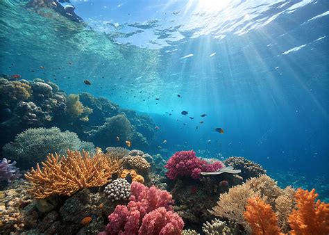 산호초의 수중 사진 물 섬 산호초 배경 일러스트 및 사진 무료 다운로드 Pngtree