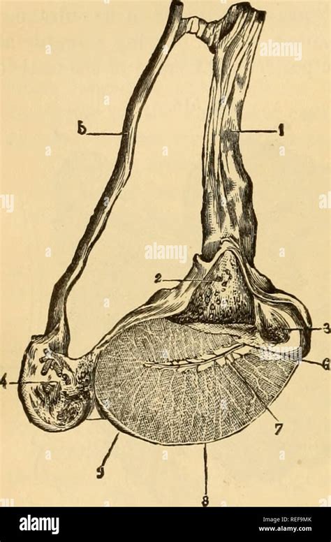 The Comparative Anatomy Of The Domesticated Animals Horses