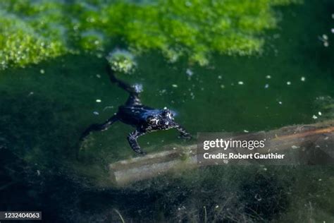 Sierra Nevada University Photos And Premium High Res Pictures Getty Images