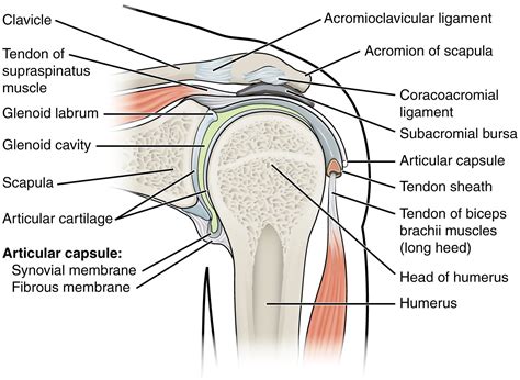 Shoulder Joint Bones Ligaments Muscles Geeky Medics