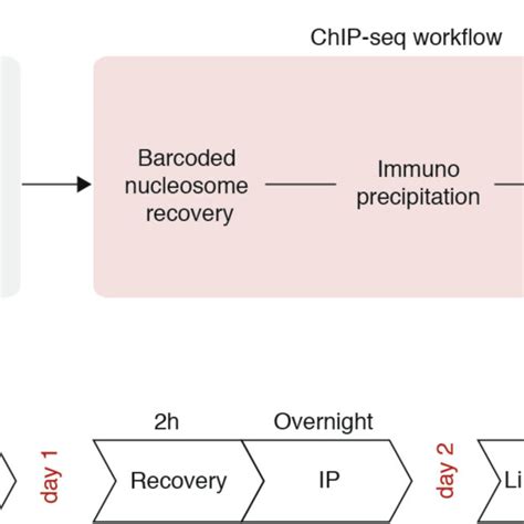 Overview Of The Single Cell Chip Seq Procedure A The Single Cell Download Scientific Diagram Overview Of The Single Cell Chip Seq Procedure A The Single Cell Download Scientific Diagram
