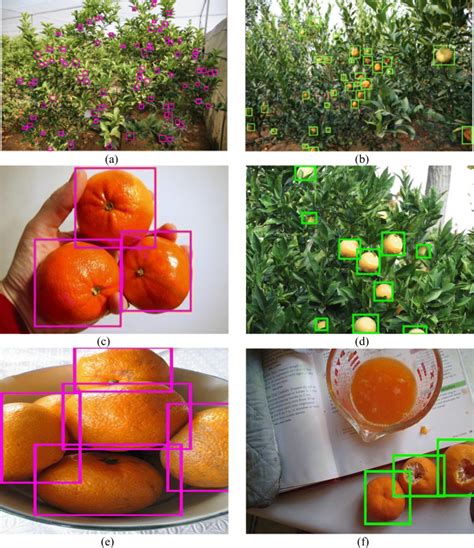 Detection Results From Different Datasets A B Citrus Dataset C D Download Scientific