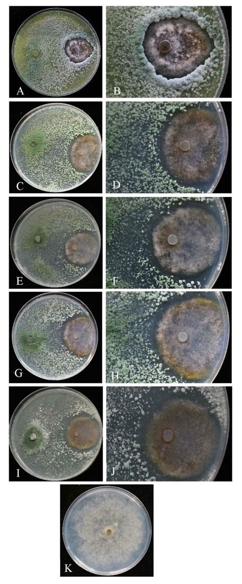 Antagonistic Activity Levels Of Five Trichoderma Strains Against Download Scientific Diagram