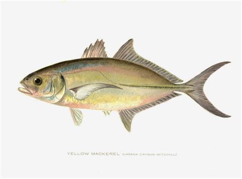 Original Denton Fish Chromolithograph Yellow Mackerel Caranx Crysos
