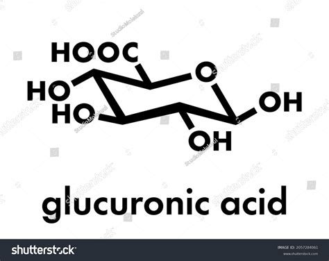Glucuronic Acid Molecule Glucuronidation Xenobiotics Plays Stock Vector