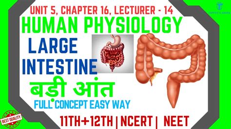 Human Physiology Large Intestine Function Of Colon Movement Diagram