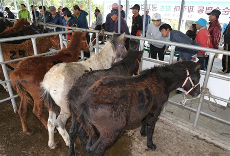 Монгол угшилтай чэжү адуу жуулчдын хайрыг татсан хэвээр Мэдээ мэдээлэл Монголын иргэн бүрд