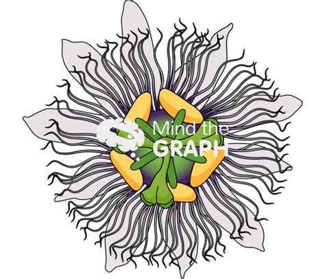 Free Passiflora Edulis Flower Front Icons Symbols Pictures And