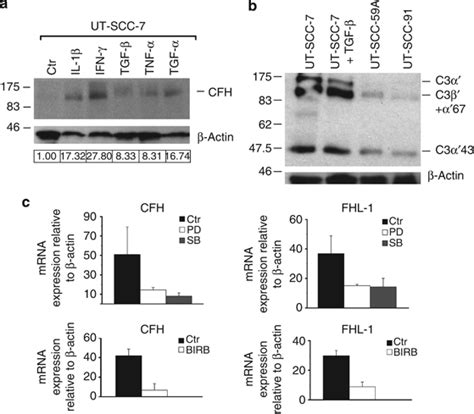 Regulation Of Complement Factor H Cfh Expression In Cutaneous Download Scientific Diagram