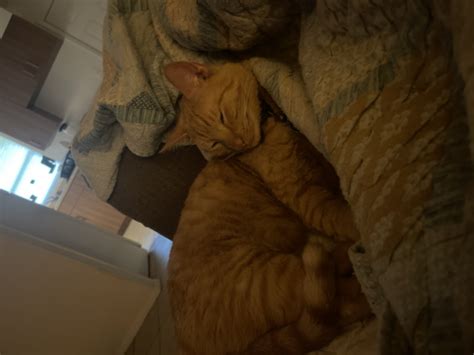 Sony Sex Tier List Community Rankings Tiermaker