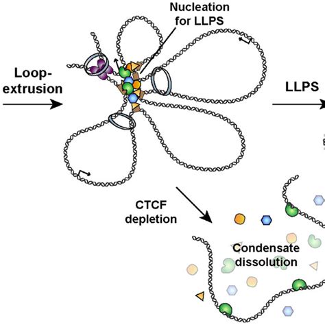 Pol Ii Mediated Chromatin Interactions Are Greatly Reduced By Ctcf