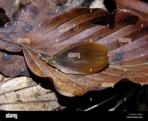 Common Beech Fagus Sylvatica Foliage And Beech Nut Stock Photo Alamy