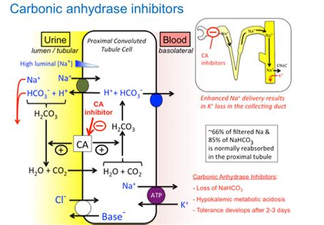 5 Cpt Diuretics Flashcards Quizlet