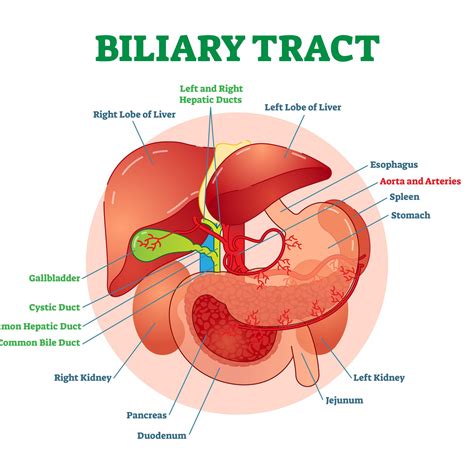 Bile Ductules