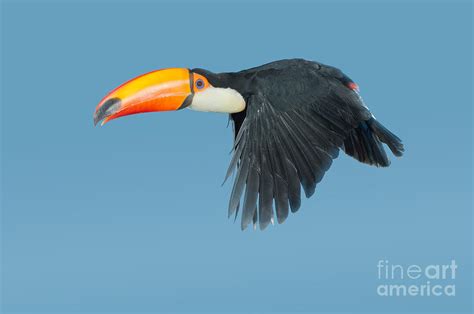 Toucan Flying