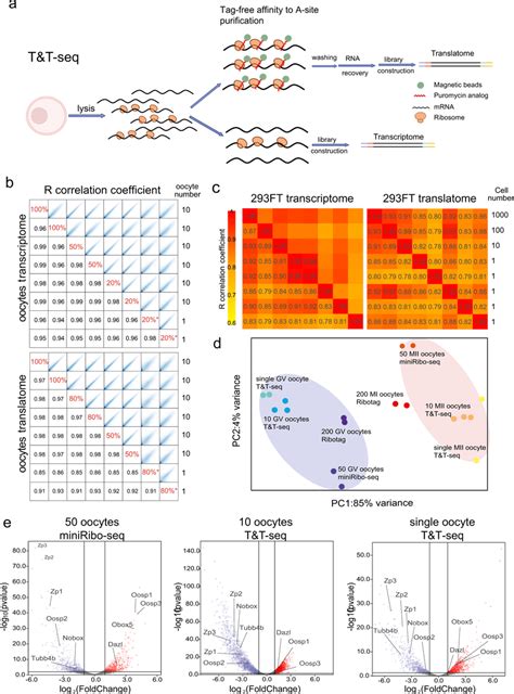Transcriptomes And Translatomes Generated By Tandt Seq Of Mouse