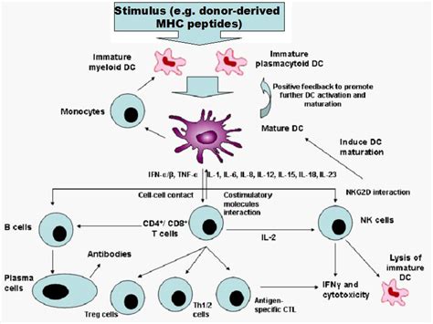 The Evolution Of HLA Matching In Kidney Transplantation IntechOpen