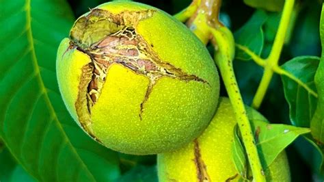 НЕ ВЫБРАСЫВАЙТЕ зелёную кожуру ГРЕЦКОГО ОРЕХА ВОТ ПОЧЕМУ 3 способа применения Youtube