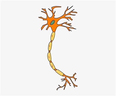 Neuron Structure Diagram Quizlet