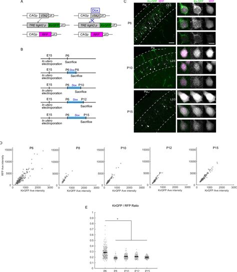Figures And Data In Developmental Stage Specific Spontaneous Activity Contributes To Callosal