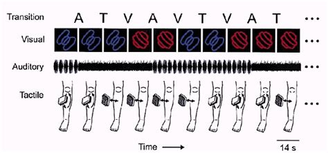 Excerpt Of Stimulus Presentation Protocolvisual Auditory And Tactile