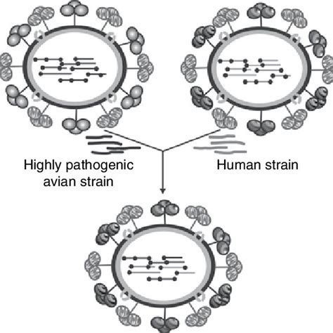 6 Antigenic Shift Or Reassortment In The Influenza A Virus Download