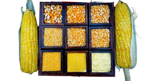 Yellow Maize Ankitraj Expotrade Agro
