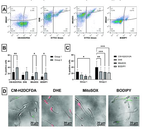 Evaluation Of Ros Generation In Ram Semen Samples Illustrative