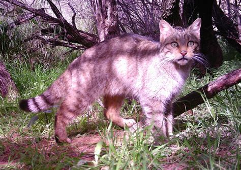 El Gato Montés Va A Peor La Verdad