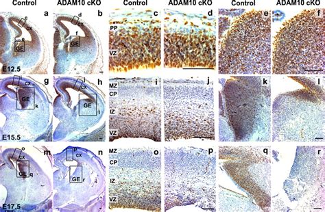 The Disintegrin Metalloproteinase Adam10 Is Essential For The