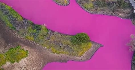 분홍색 물 흐르는 연못하와이 당국 염도 바뀐 탓”