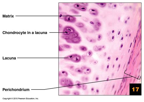 Hyaline Cartilage Histology Flickr