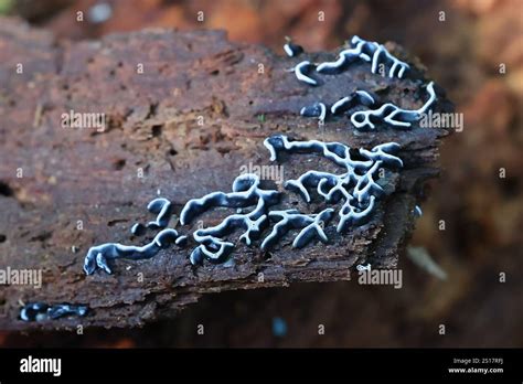 Physarum Bivalve Slime Mold From Finland No Common English Name Stock