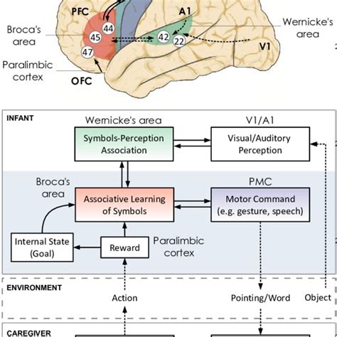 A Brain Areas Related To Language Ofc Orbitofrontal Cortex Pfc
