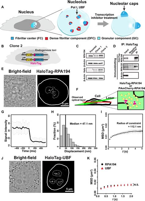 Generation Of Cell Lines Expressing Halotag Rpa194 Or Halotag Ubf And