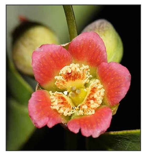 Derum Red Mempat Cratoxylum Cochinchinense Yellow Cow Wood