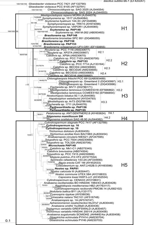 Maximum Likelihood Tree Based On 16s Rdna 1453 Bp Showing The
