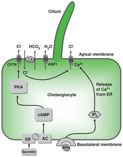 Physiology Of Cholangiocytes Pmc