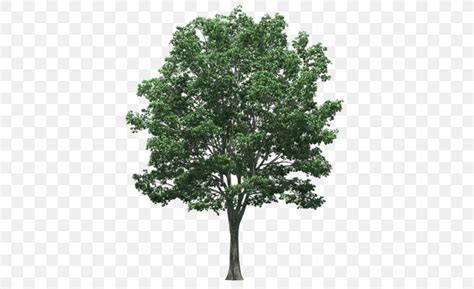 Tree Architectural Rendering Landscape Architecture Stock Photography PNG X Px Tree