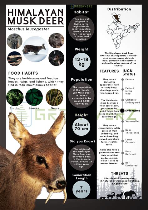Infographics Of Musk Deer Greenverz