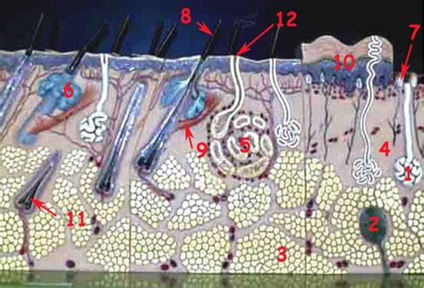 Skin Structure Model Diagram Quizlet