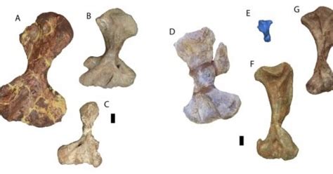 Rosa Rubicondior Evolution News Explaining Mammalian Forelimbs
