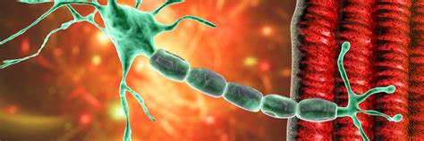 Neuromuscular Blockade Strategies And Their Effects On Mortality And Ventilation
