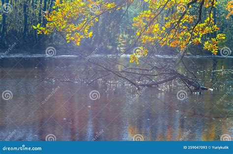 Red Dry Oak Tree Branch Above Calm Lake Stock Image Image Of Floral