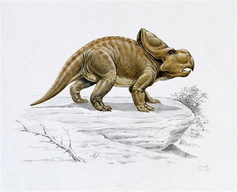 Protoceratops Dinosaur By Science Photo Library