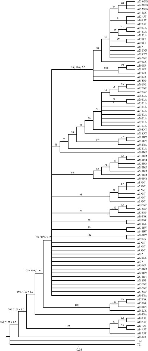 Bayesian Consensus Tree Of Its1 Its2 Alleles With Branch Posterior