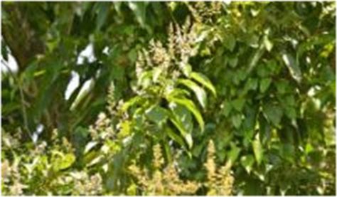 Gofasa Vitex Cofassus Pohon Maluku Penyebaran Pemanfaatan Dan