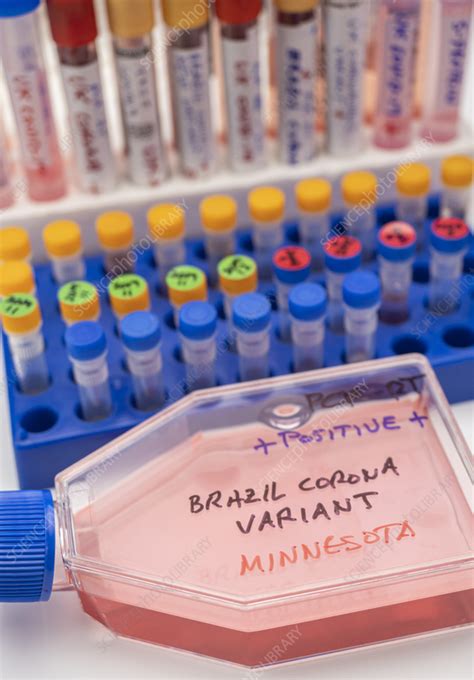 Sars Cov 2 Variant Research Conceptual Image Stock Image F036 4137 Science Photo Library