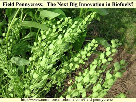 Field Pennycress Thlaspi Arvense Weekly Weeder 47