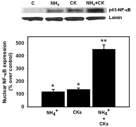 Synergistic Effects On Nf κb Activation By A 24 H Treatment Of Cultures Download Scientific